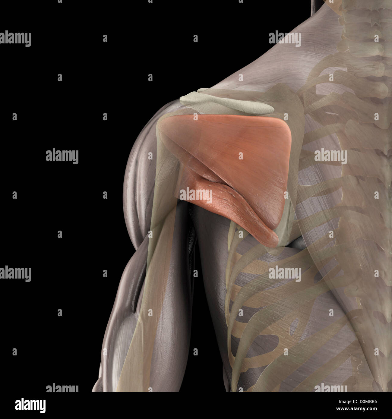 Anatomical model showing the deltoid muscles and scapula Stock Photo ...