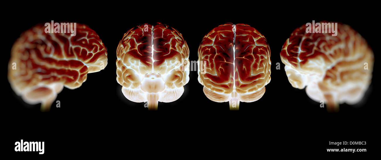 Four illuminated models of the human brain Stock Photo - Alamy