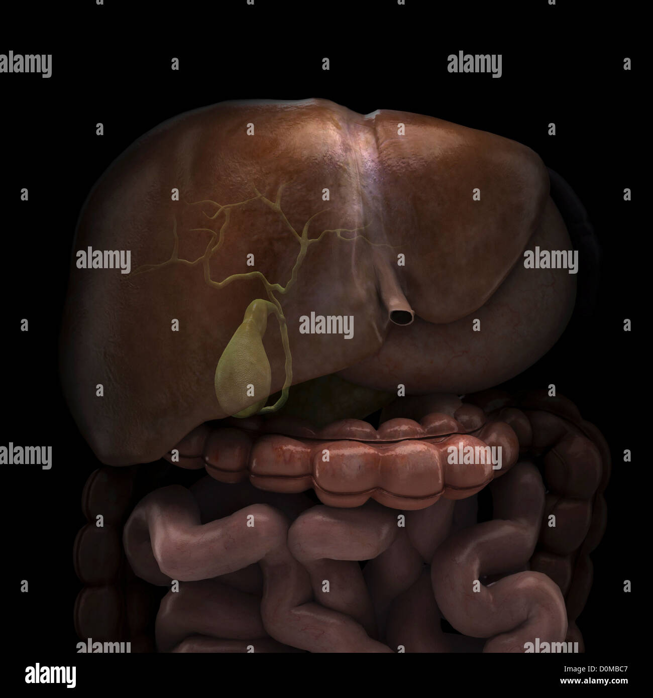 Anatomical model of the human digestive system showing the gallbladder ...