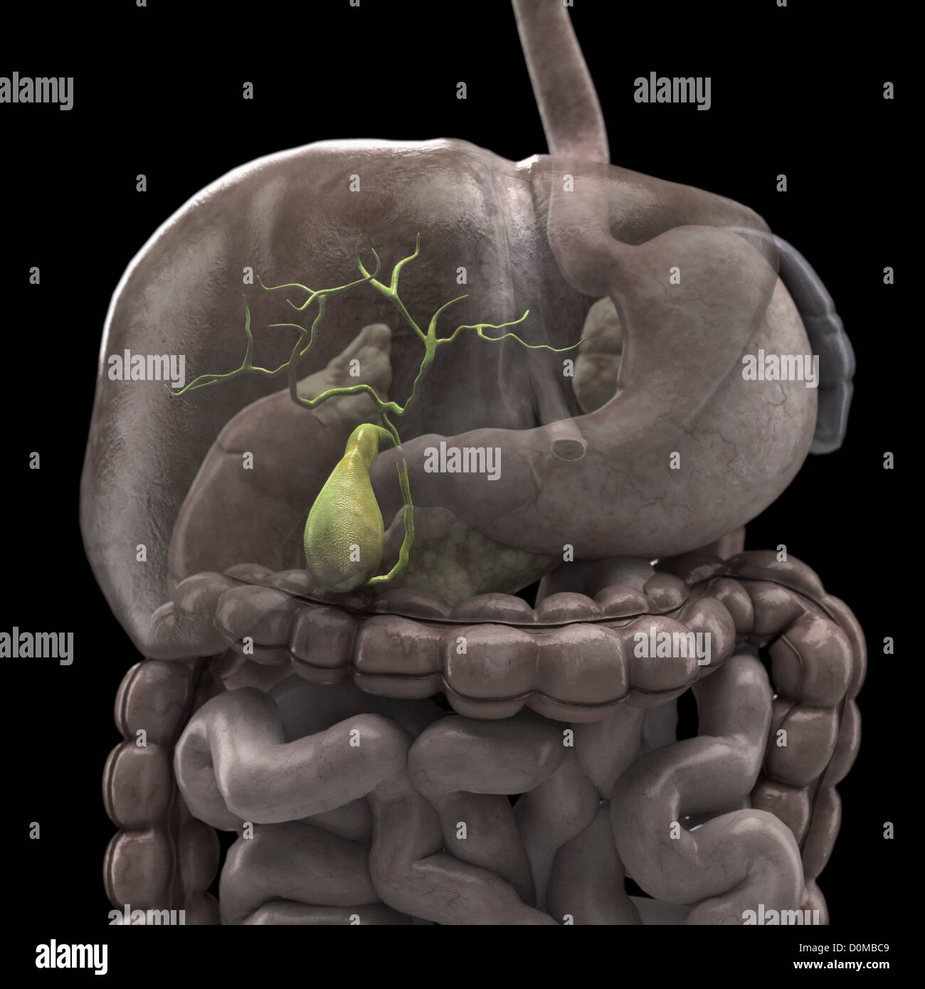 Anatomical model of the human digestive system showing the gallbladder ...