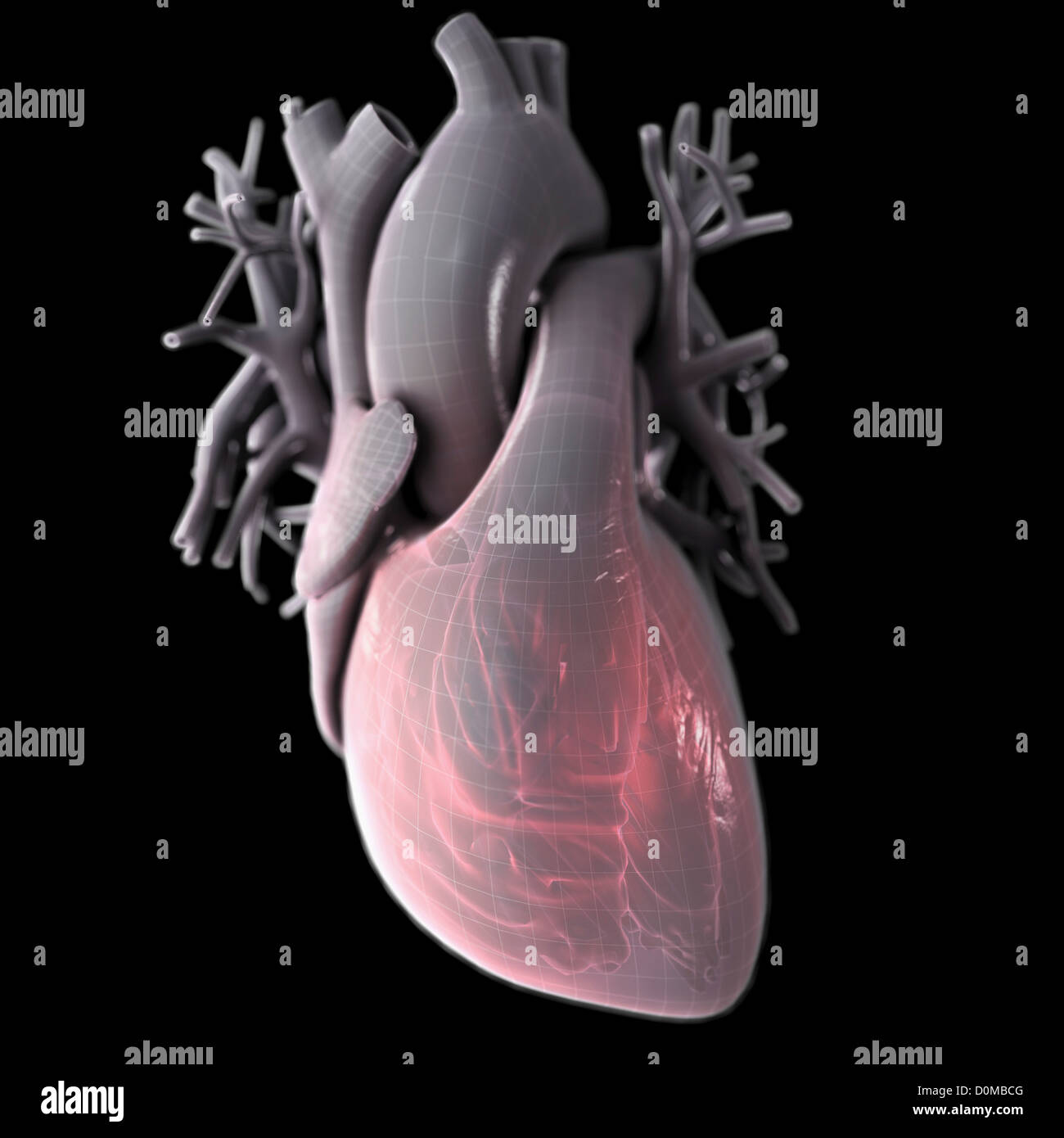 Wireframe diagram of a heart Stock Photo - Alamy
