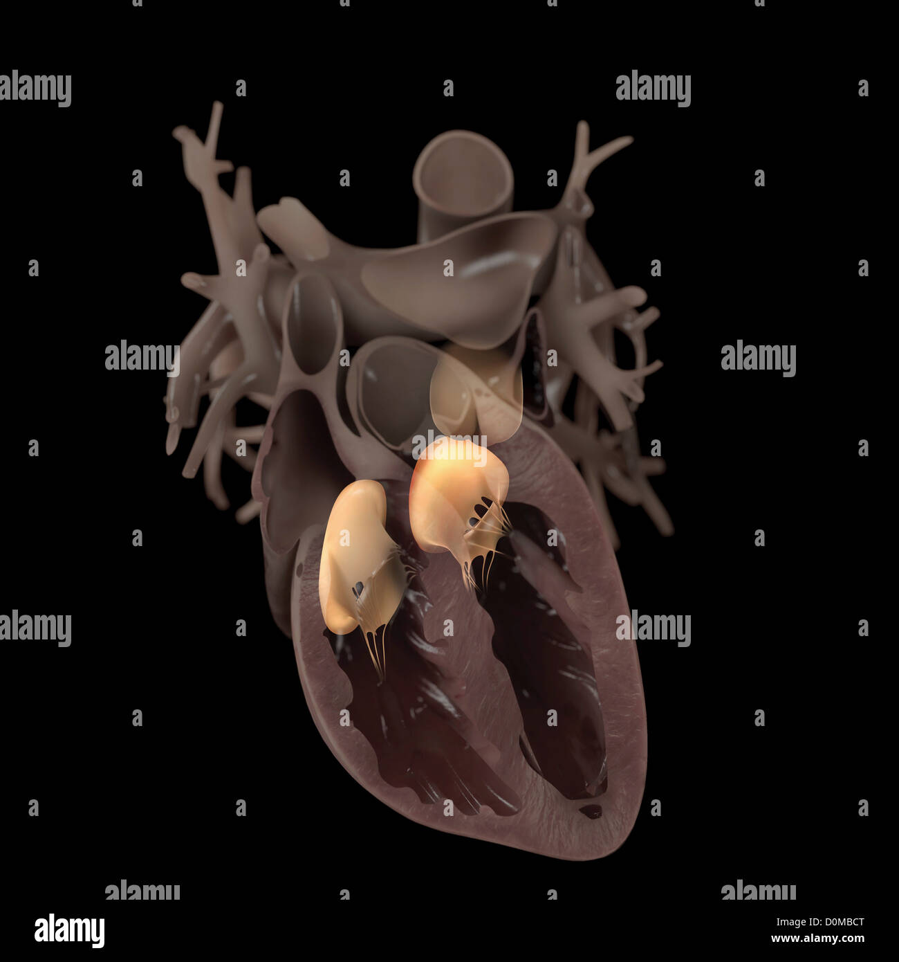 Diagram of a heart, showing an anterior cut. The valves are highlighted ...