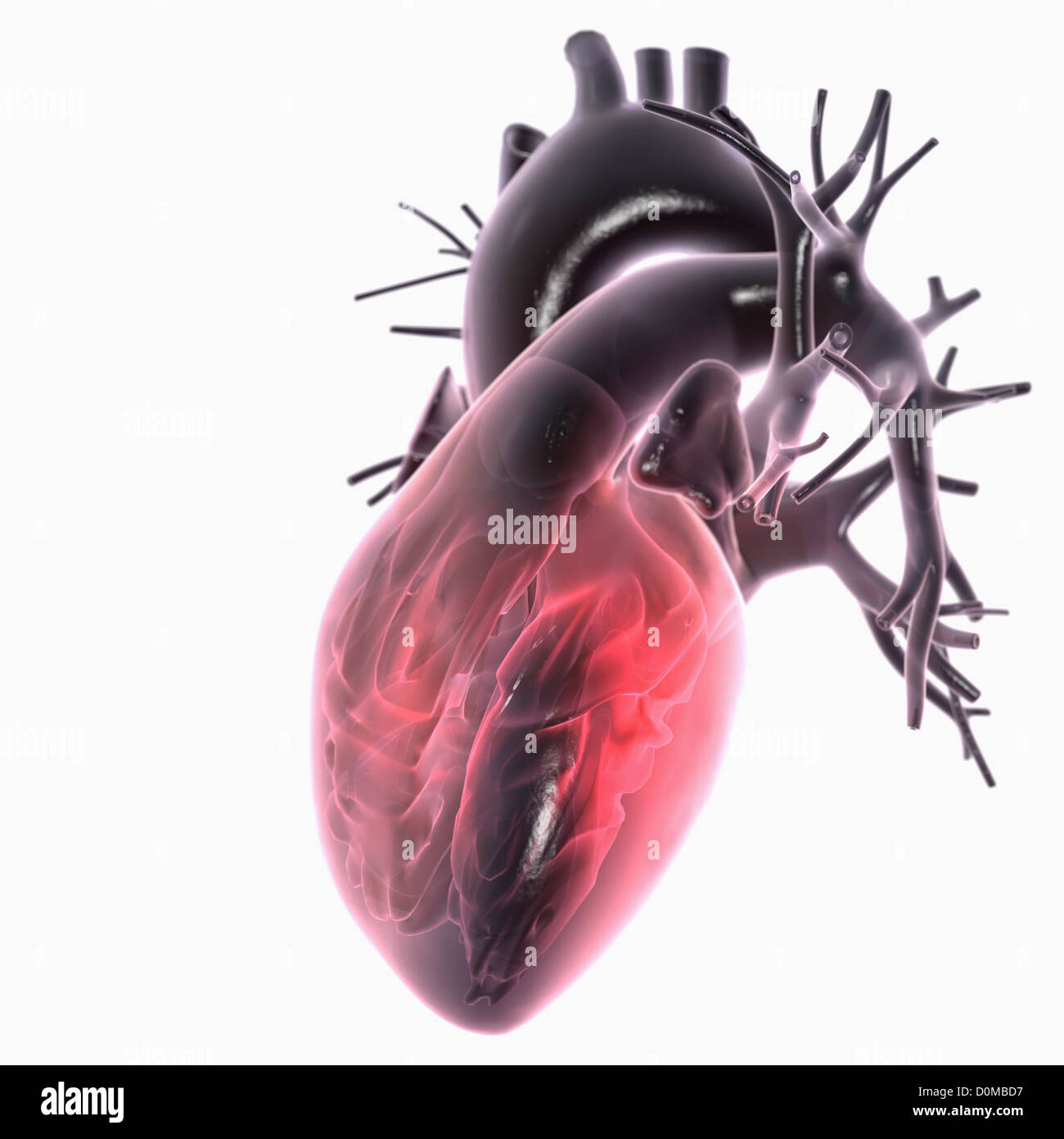 Diagram of a heart Cut Out Stock Images & Pictures - Alamy