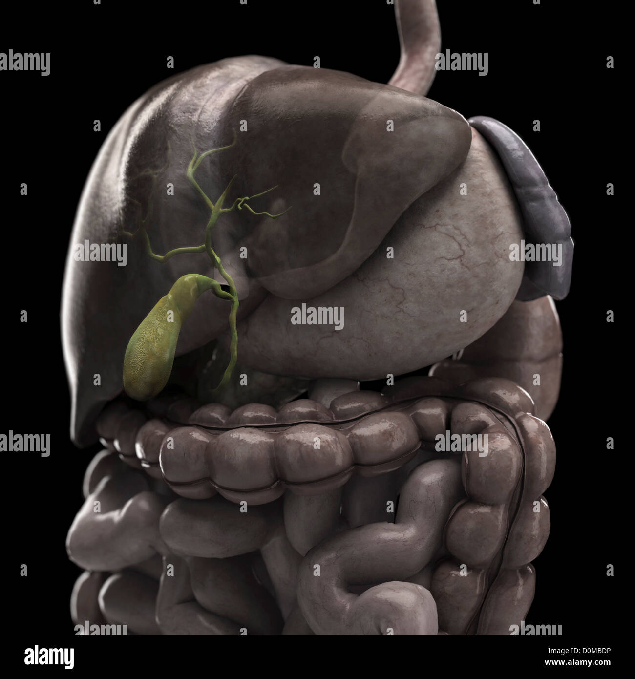 Anatomical model of the human digestive system showing the gallbladder ...