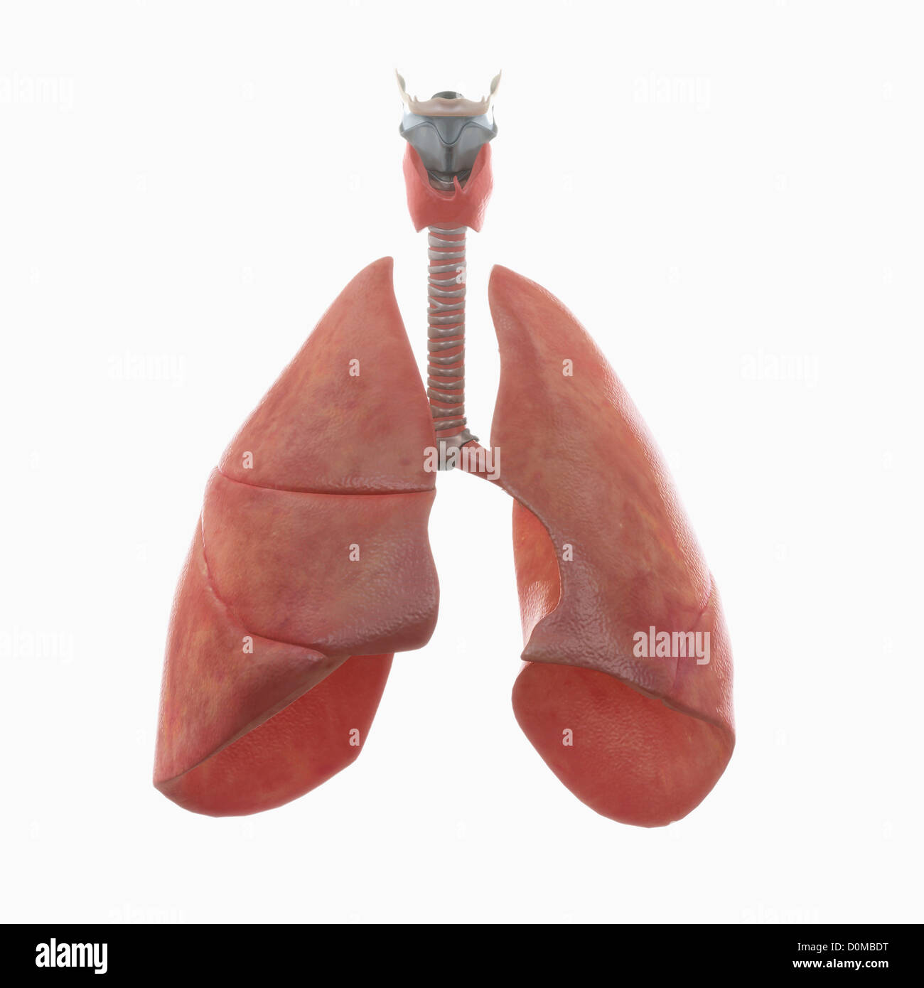 Human organ lungs color Cut Out Stock Images & Pictures - Alamy