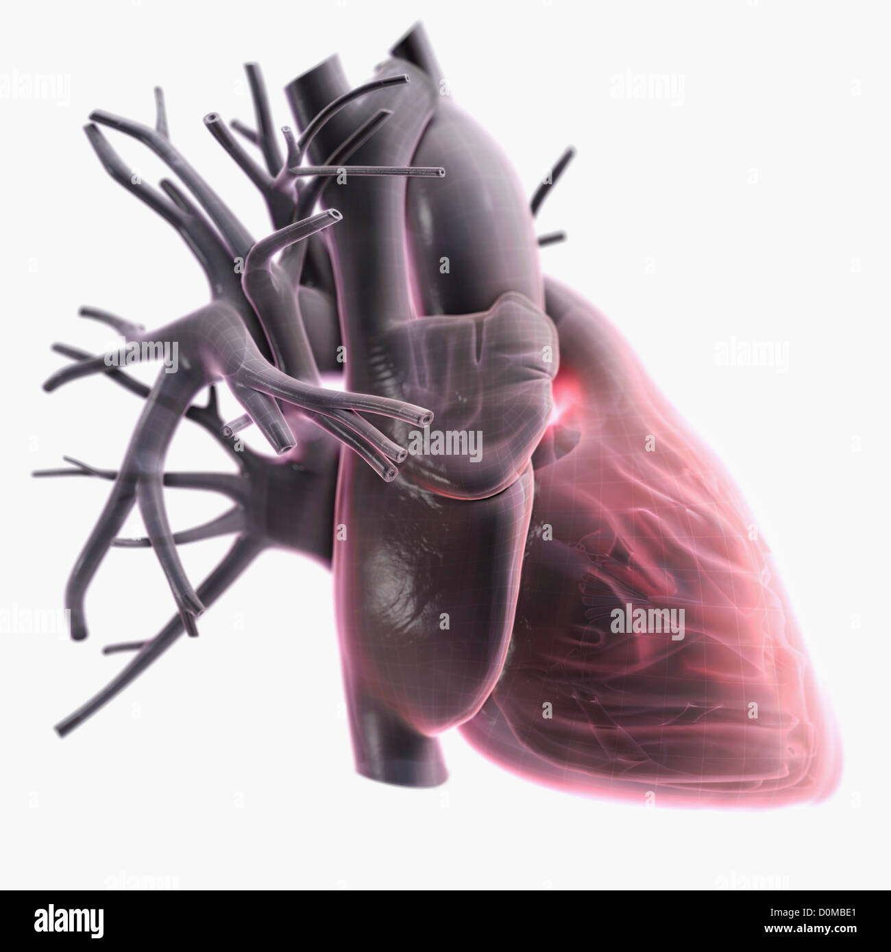 Diagram of a heart Cut Out Stock Images & Pictures - Alamy