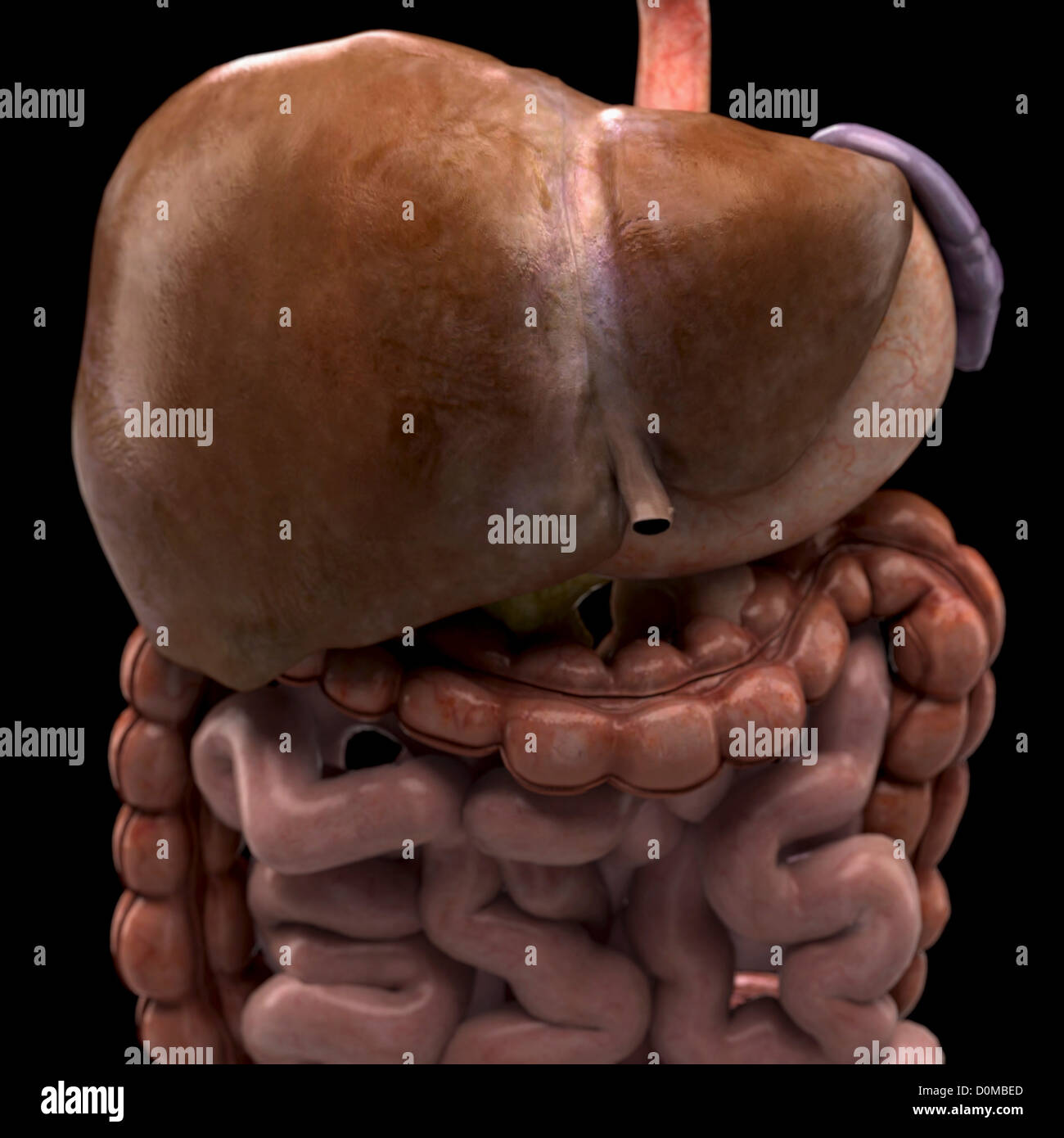 Anatomical model of the human digestive system showing the liver, and ...