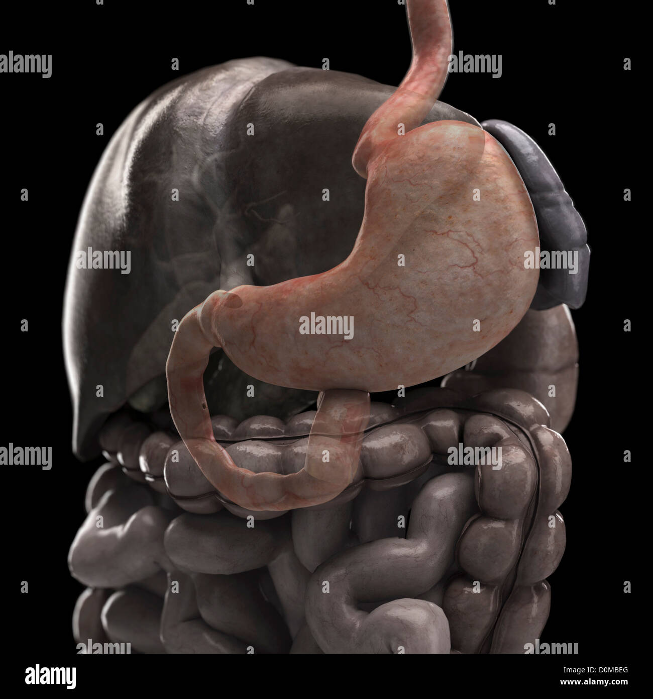 Anatomical model of the human digestive system showing the stomach ...