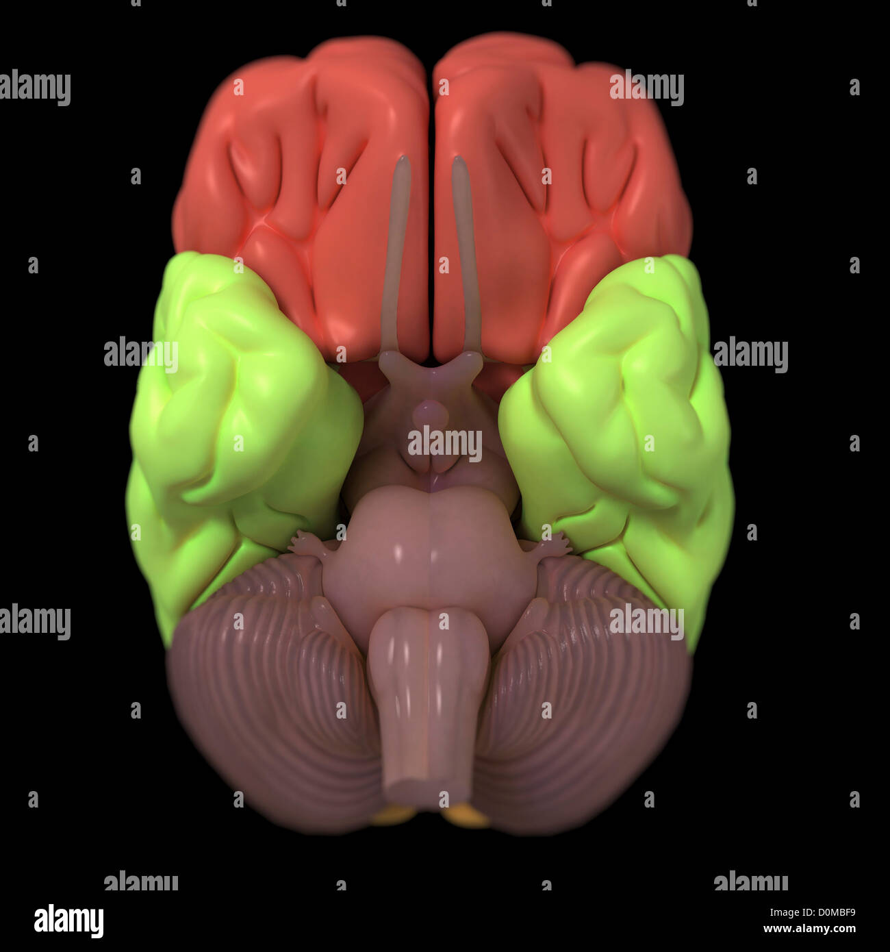 A model of the human brain, isolating different lobes with color Stock ...