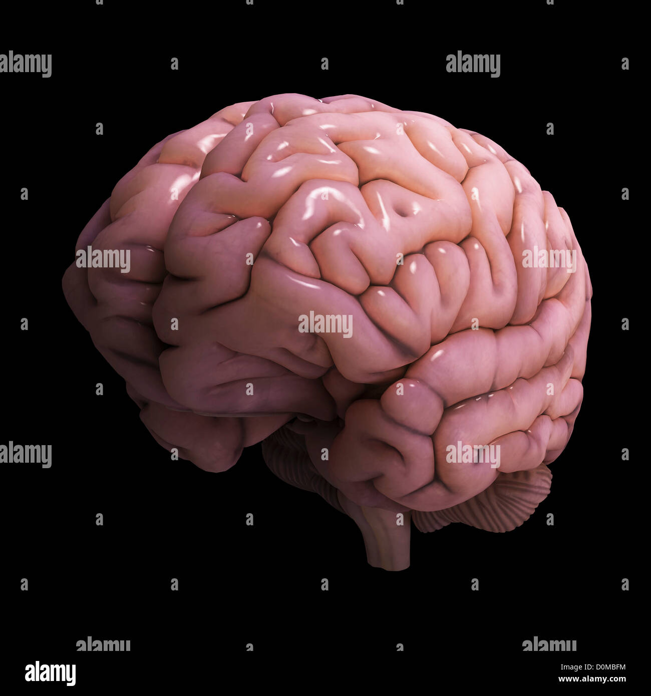 A stylized model of a human brain Stock Photo - Alamy