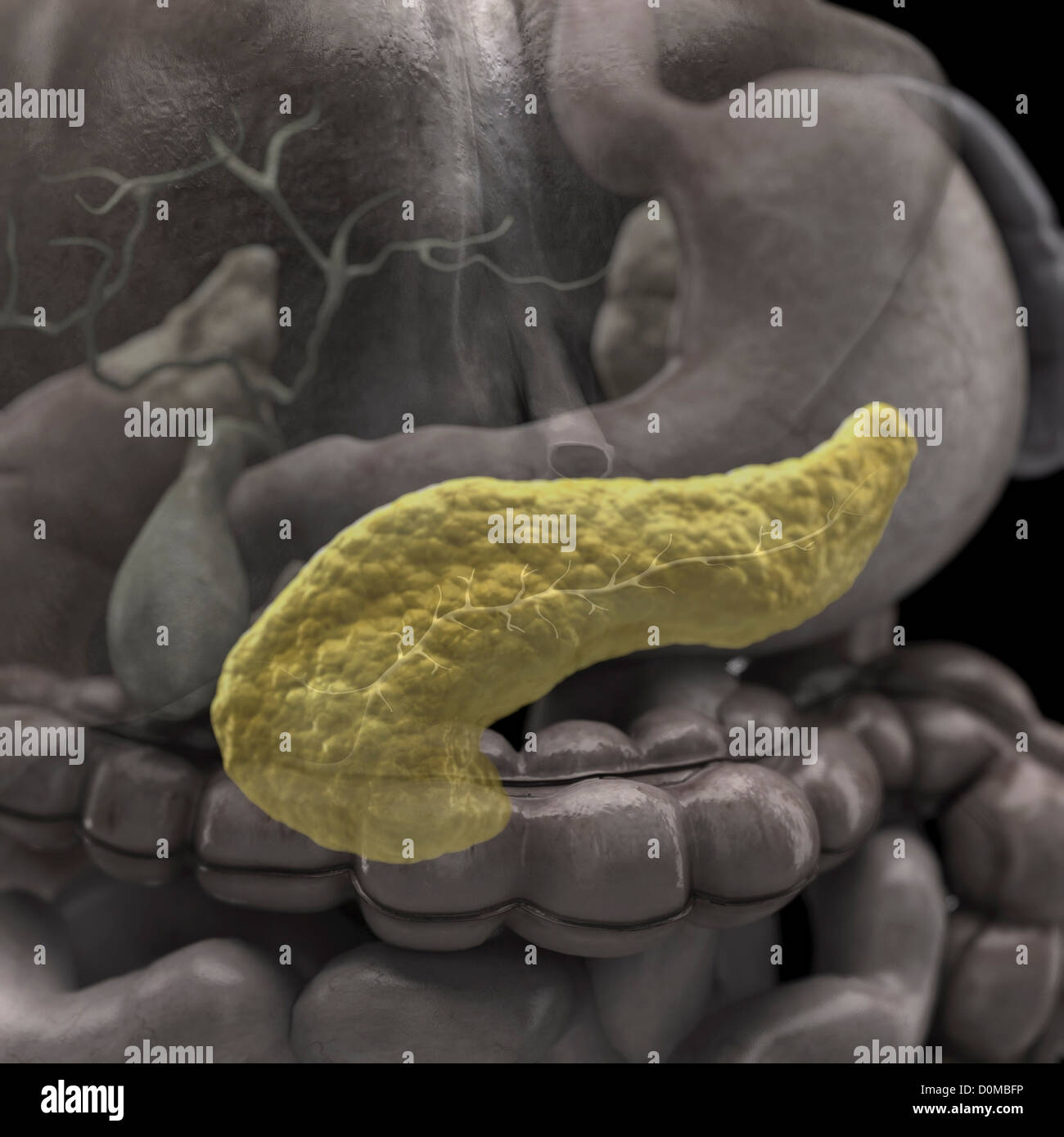 Digestive System Model High Resolution Stock Photography and Images - Alamy