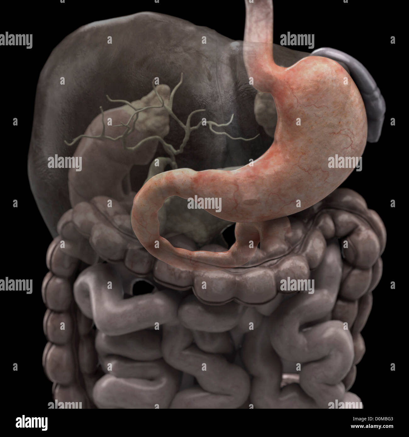 Anatomical model of the human digestive system showing the stomach ...