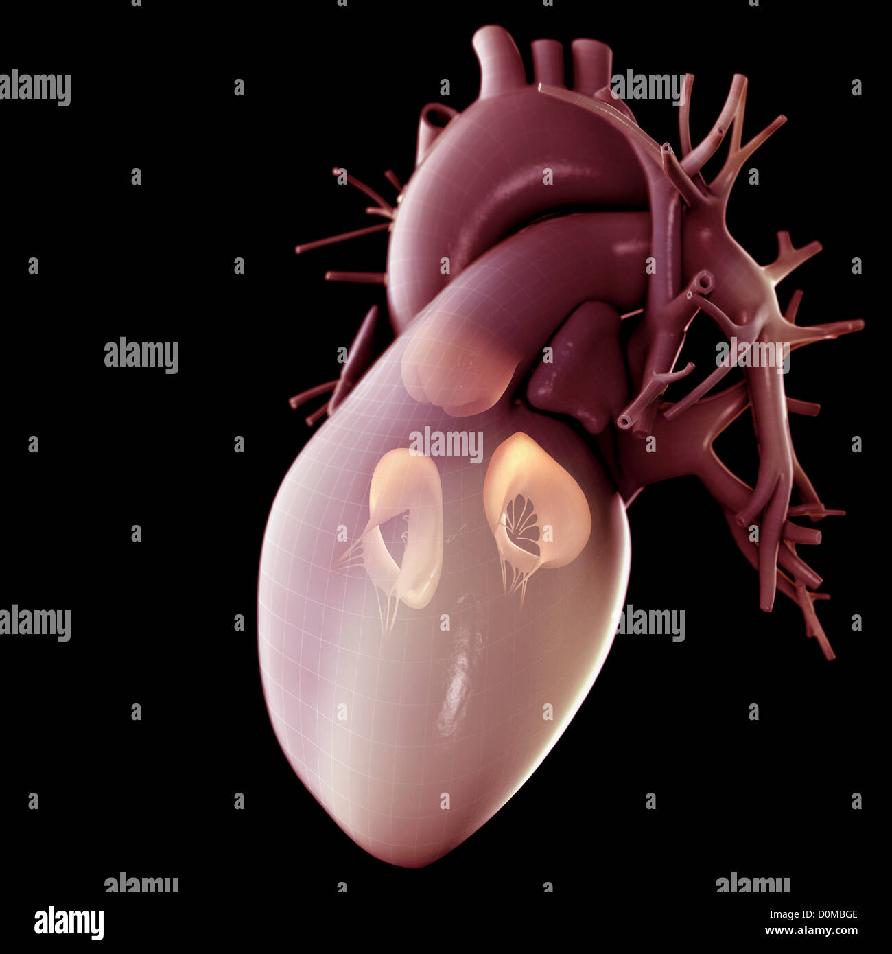 Wireframe diagram of a heart Stock Photo - Alamy