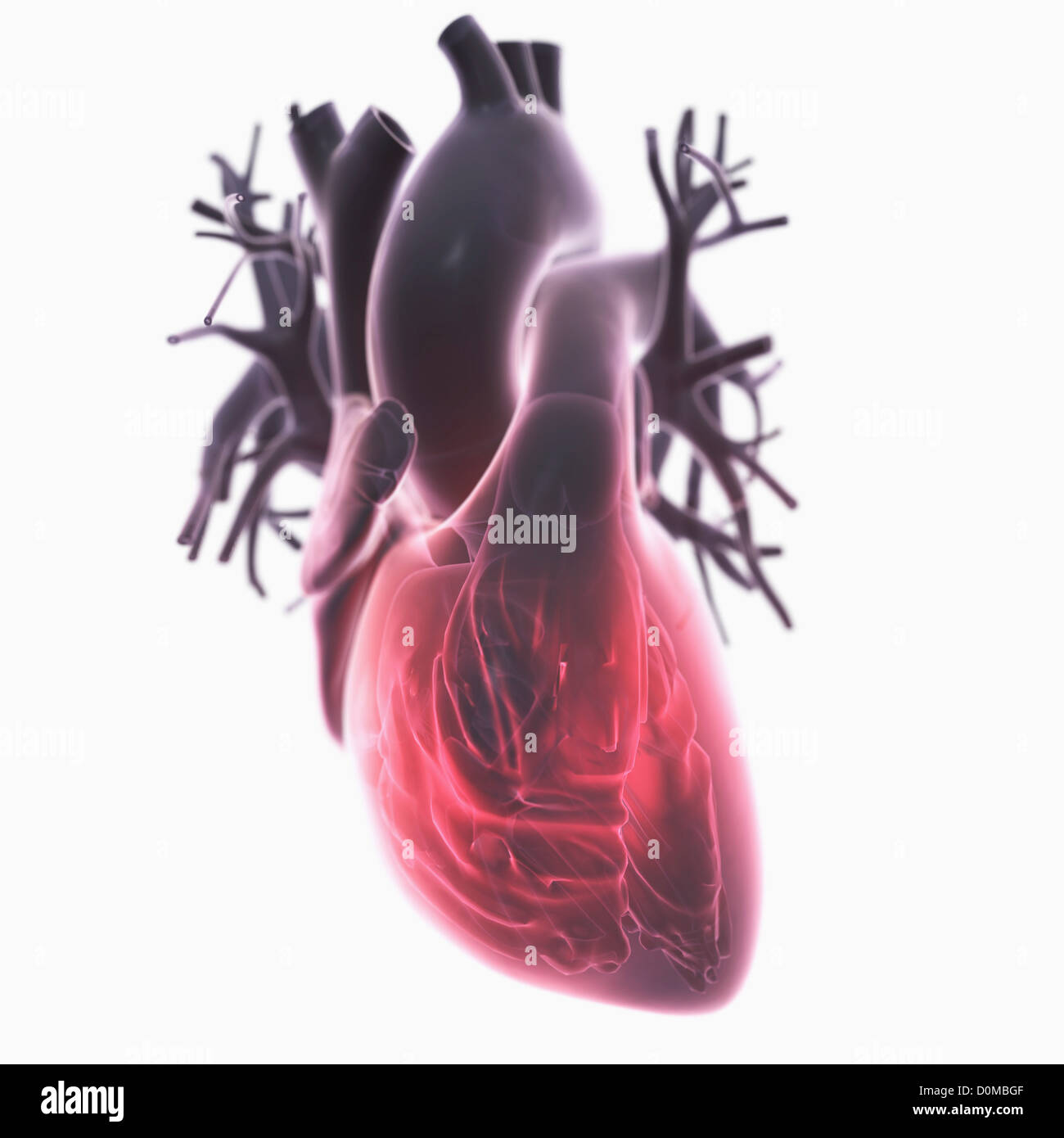 Cardiac apex hi-res stock photography and images - Alamy