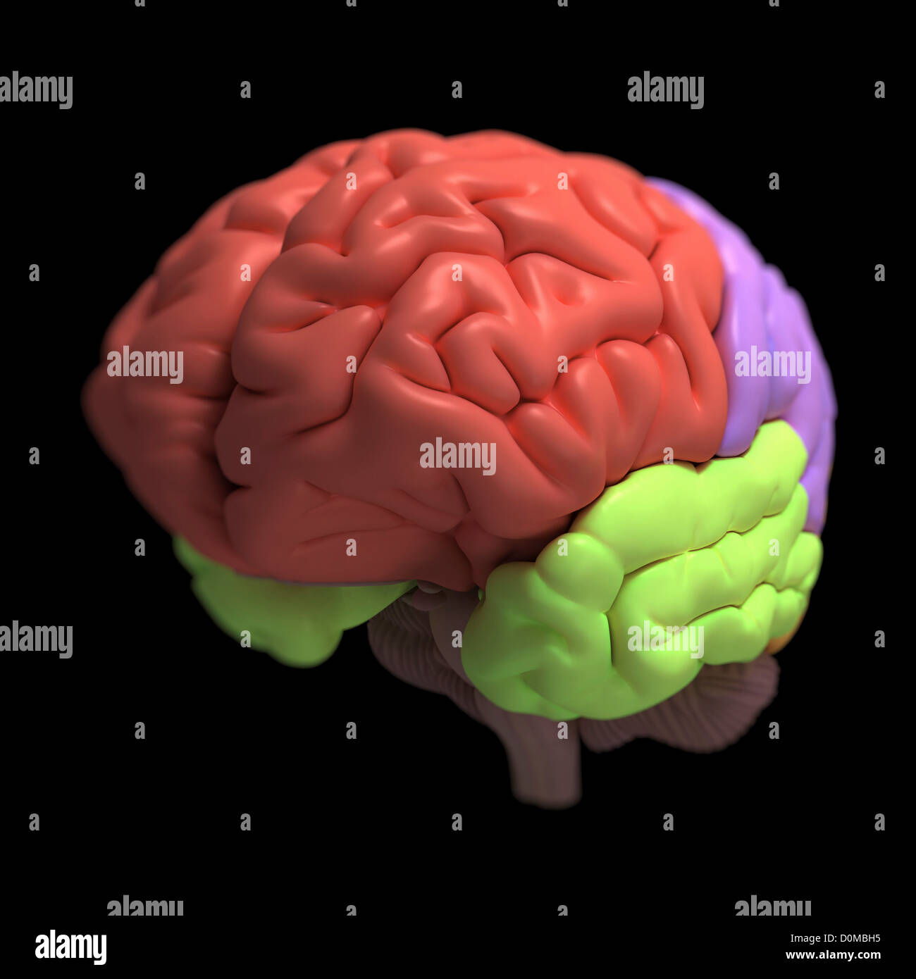 Frontal Lobes Stock Photos & Frontal Lobes Stock Images - Alamy