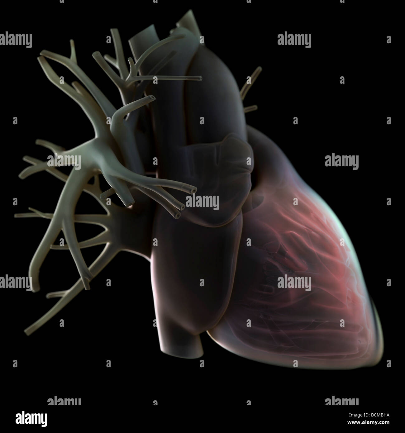 Cardiac apex hi-res stock photography and images - Alamy