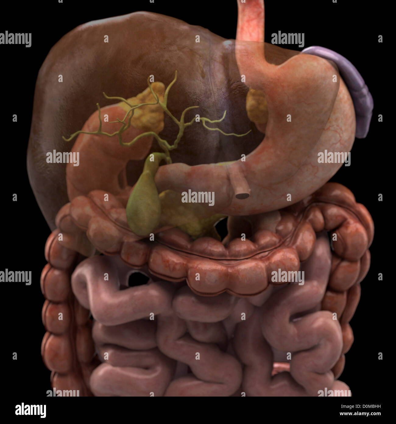 Gallbladder Digestive System