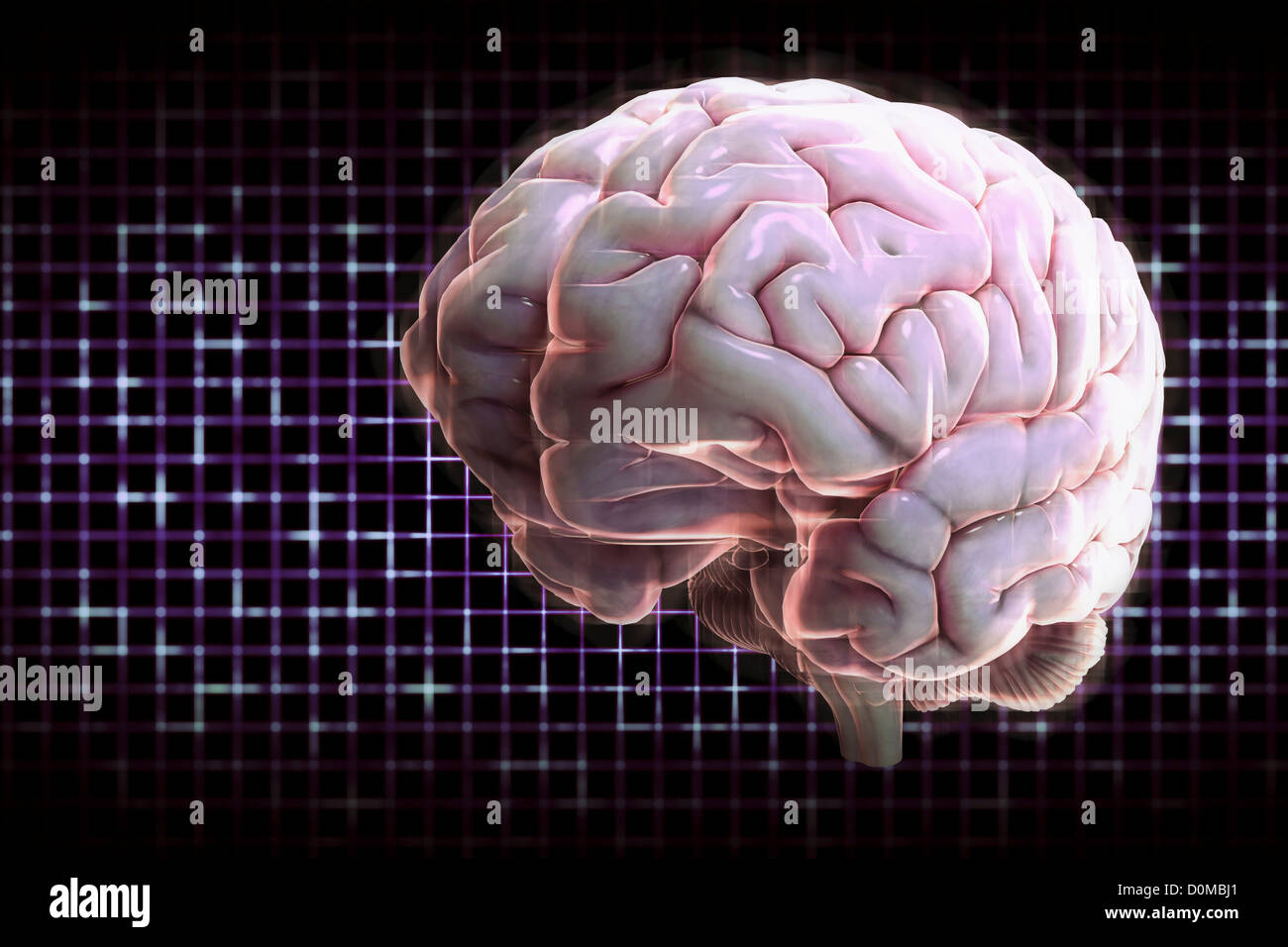 Digital diagram of a human brain hi-res stock photography and images ...
