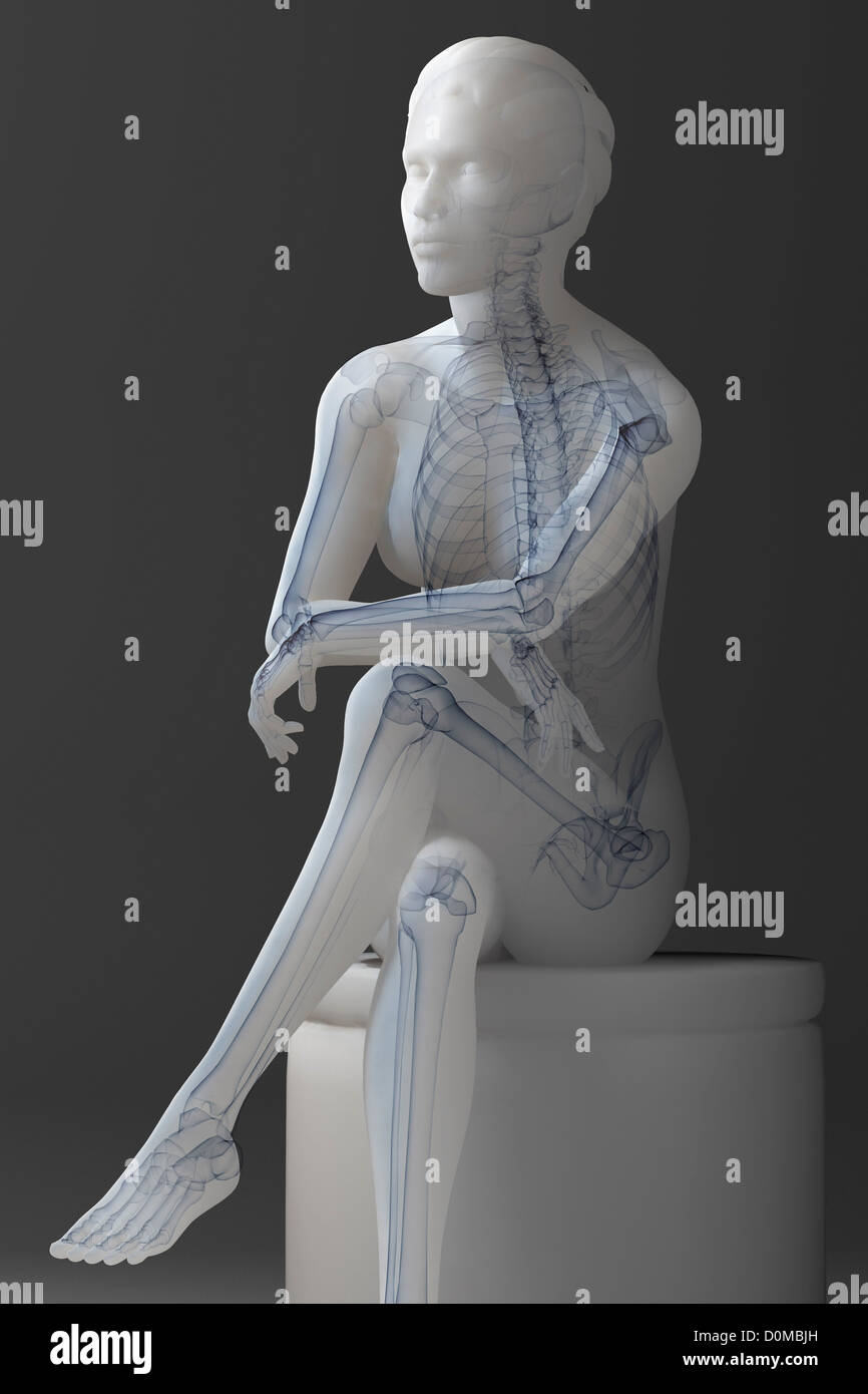 Anatomical model showing human skeletal alignment in a seated position ...