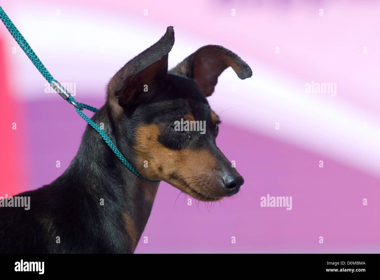 Miniature Pinscher Price In India Collection Discount | www.pinnaxis.com