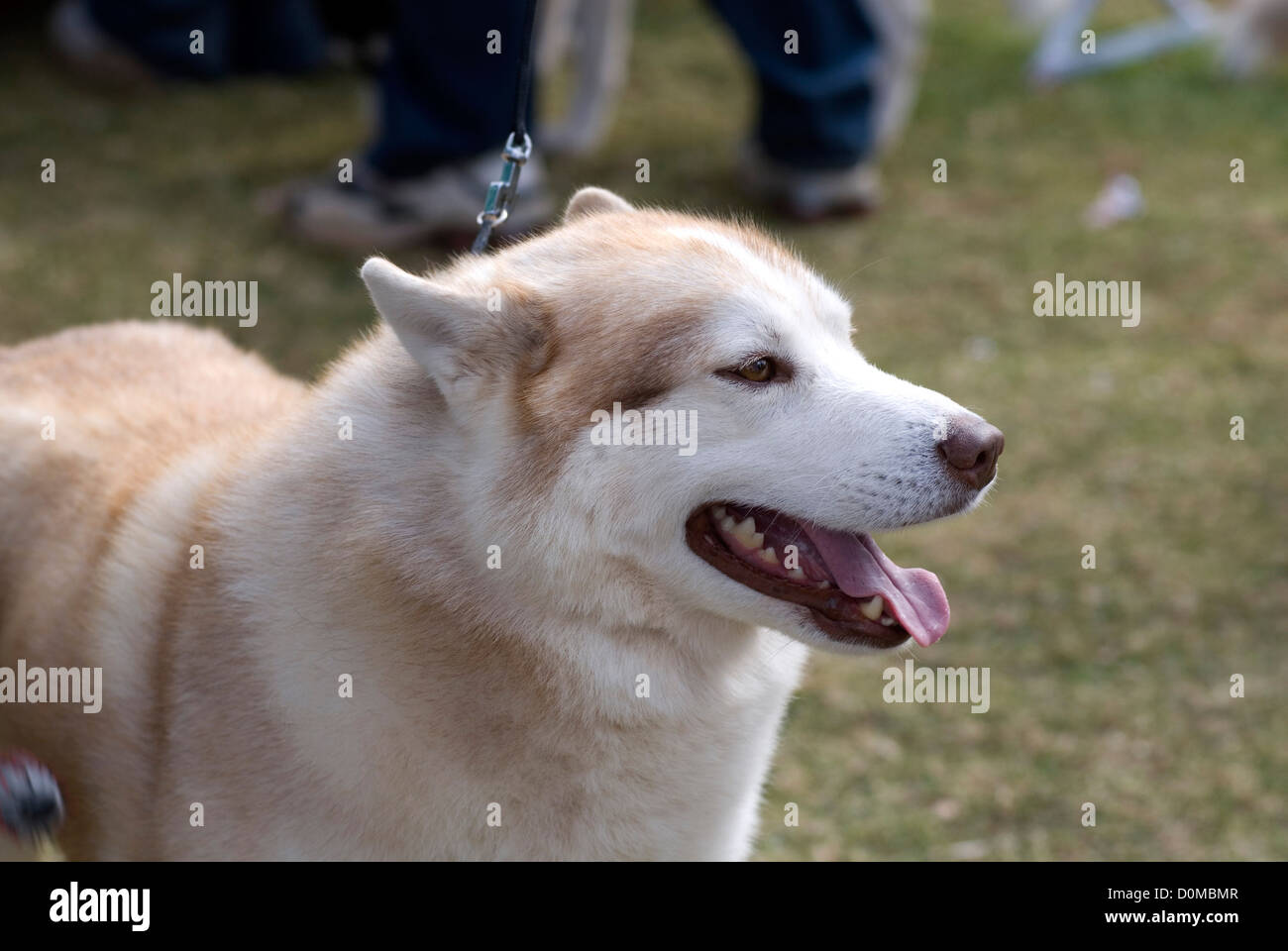 Siberian husky dog dog show hi-res stock photography and images - Alamy