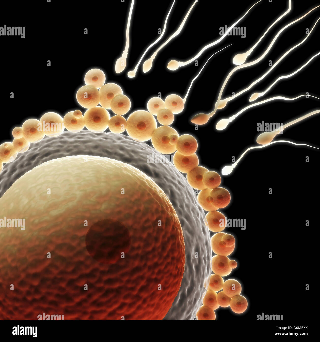 Sperm And Egg Fertilization Sperm And Egg Fertilization