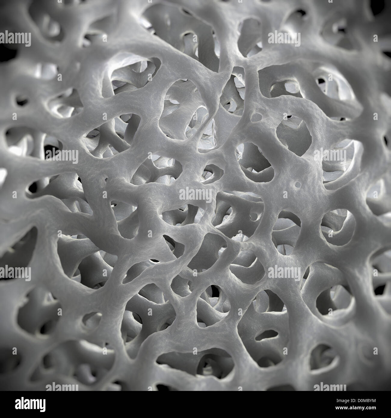 Cancellous bone hi-res stock photography and images - Alamy