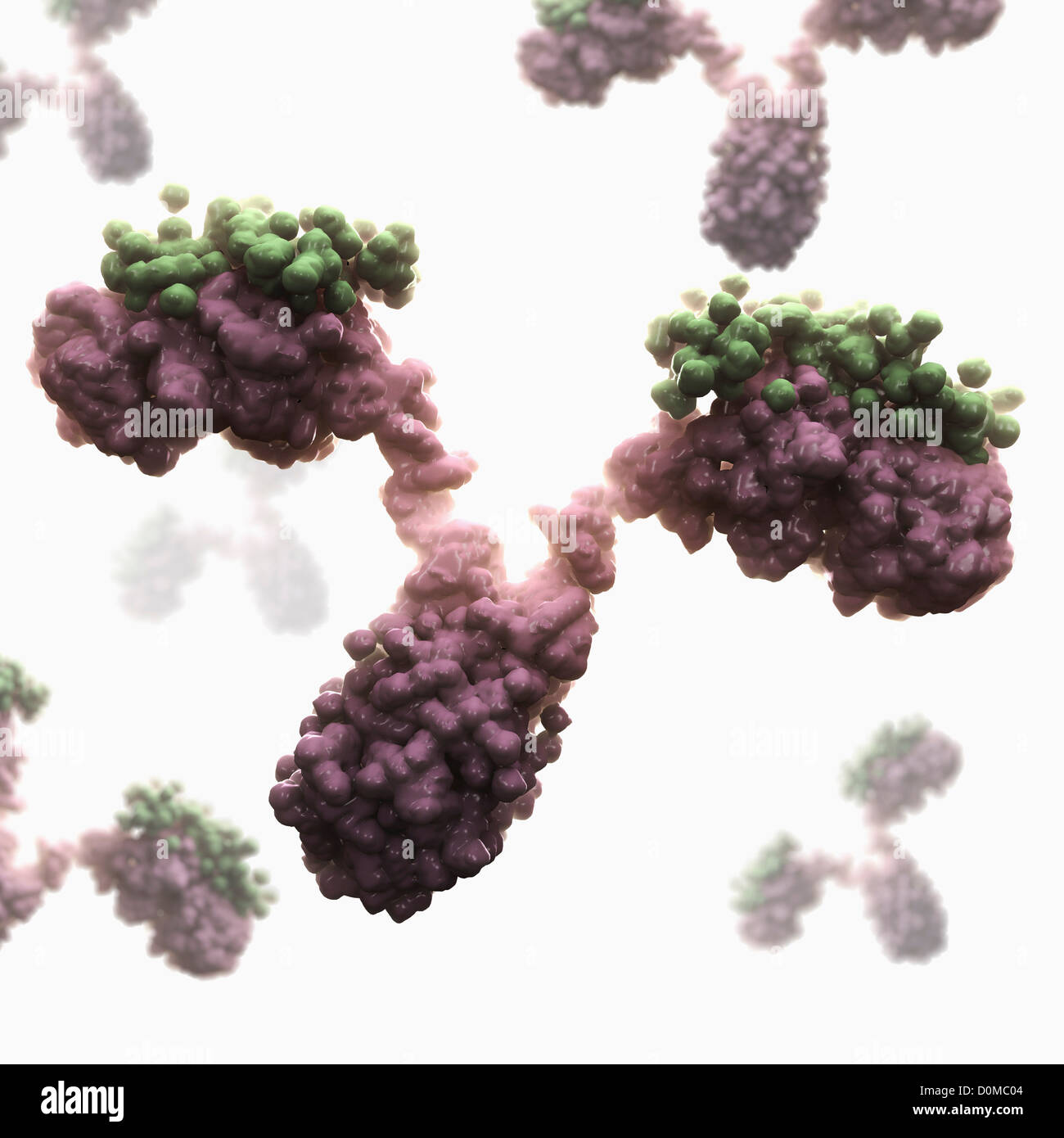 Antibodies fighting infection Stock Photo - Alamy