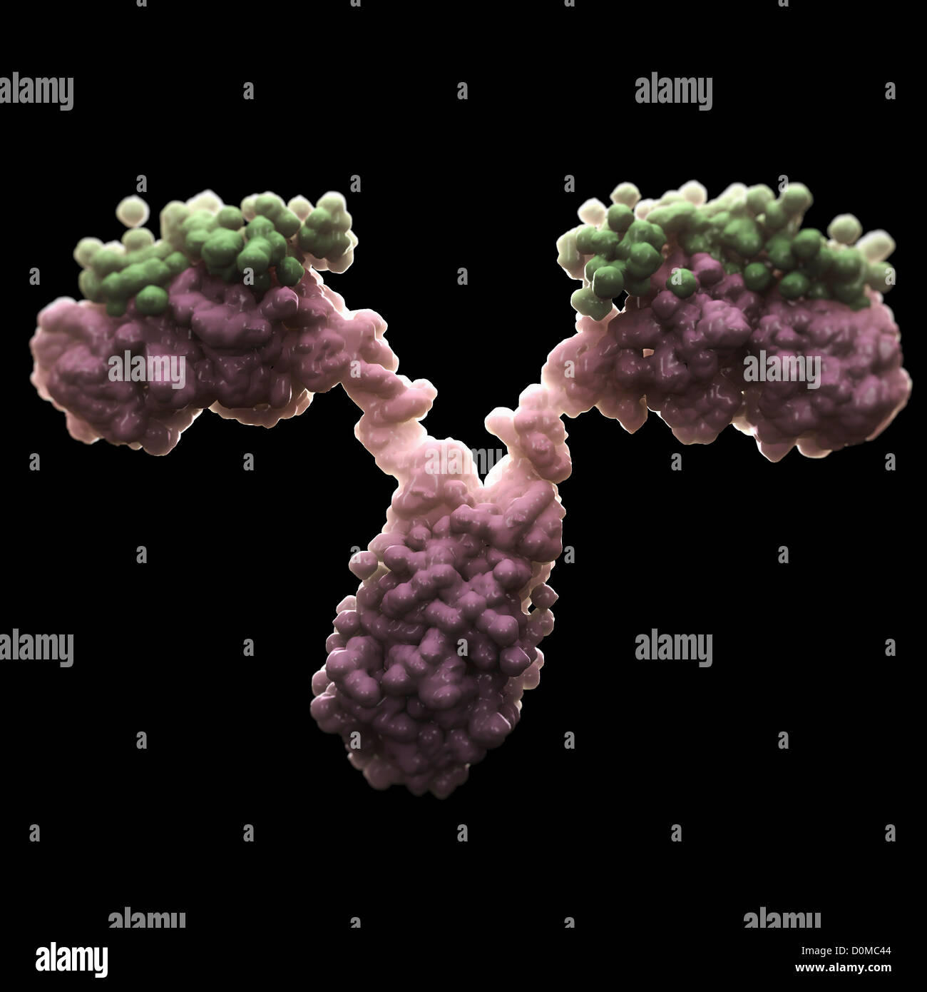 Antibody fighting infection Stock Photo - Alamy