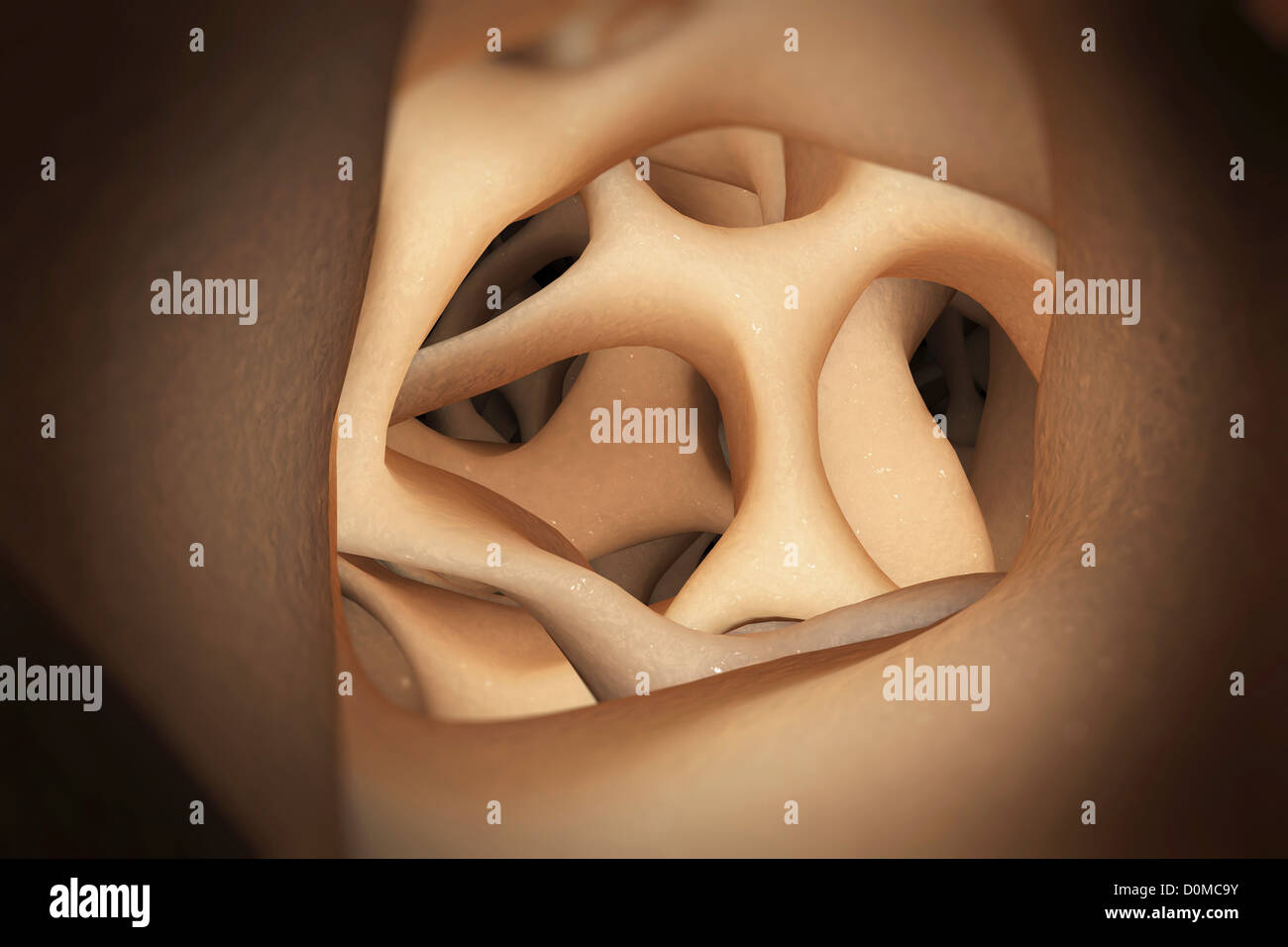 Spongy bone hi-res stock photography and images - Alamy