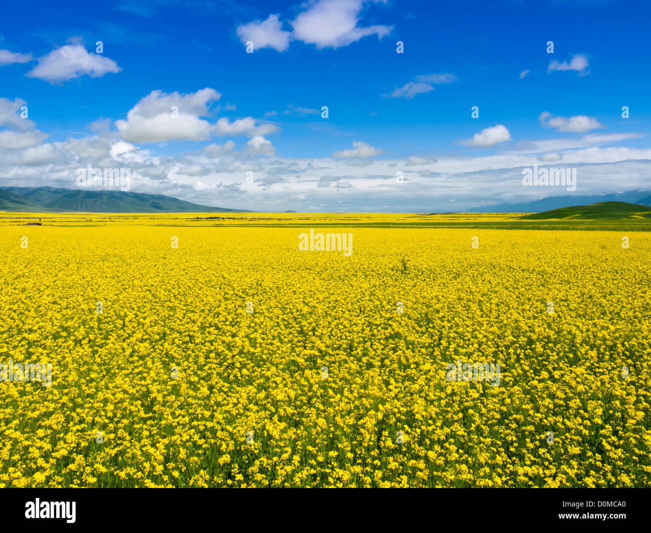 Blooming canola under clear sky Stock Photo - Alamy