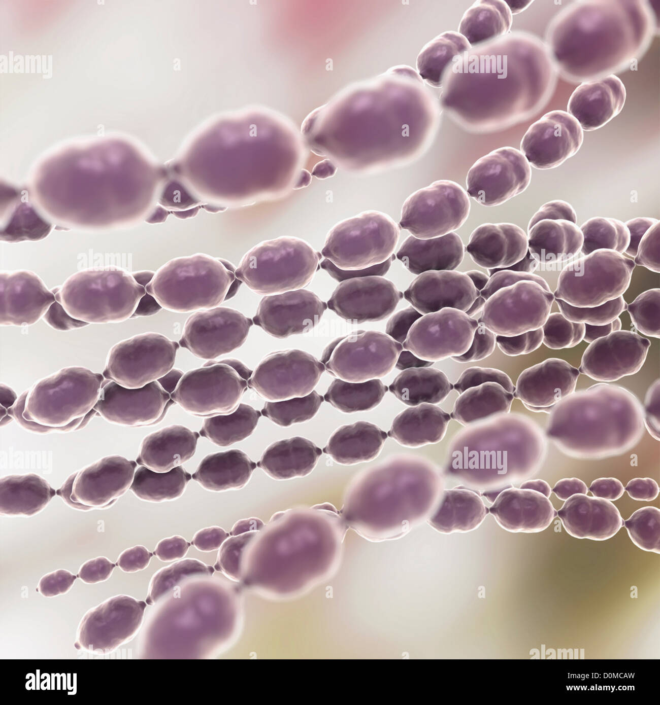 Circular-shaped bacteria (coccus Stock Photo - Alamy