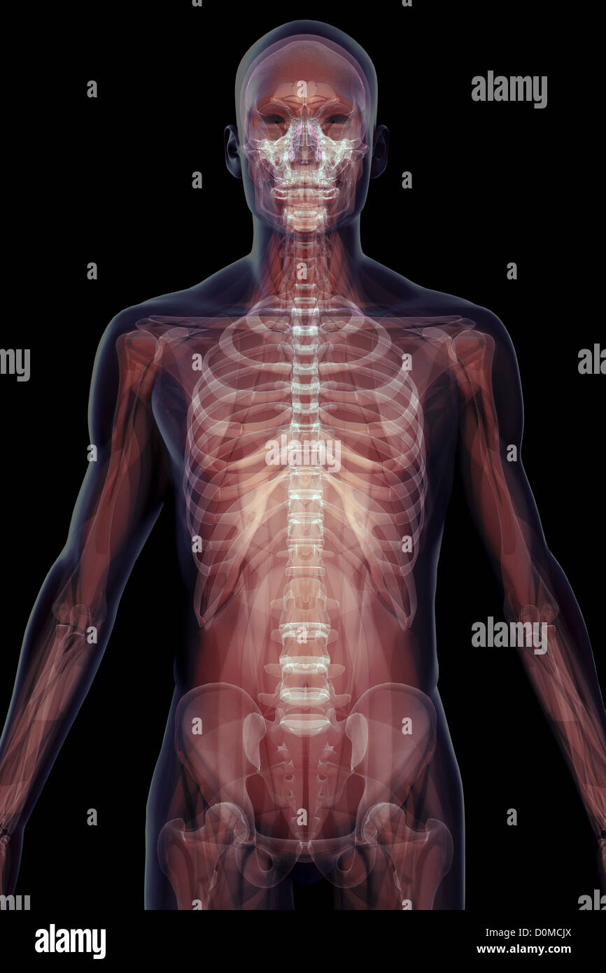 Anatomical model showing the human muscular system Stock Photo - Alamy