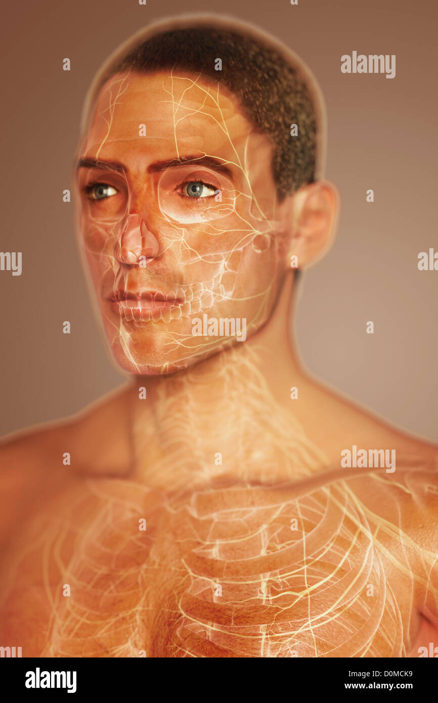 A human model showing nerves in the head and neck Stock Photo - Alamy