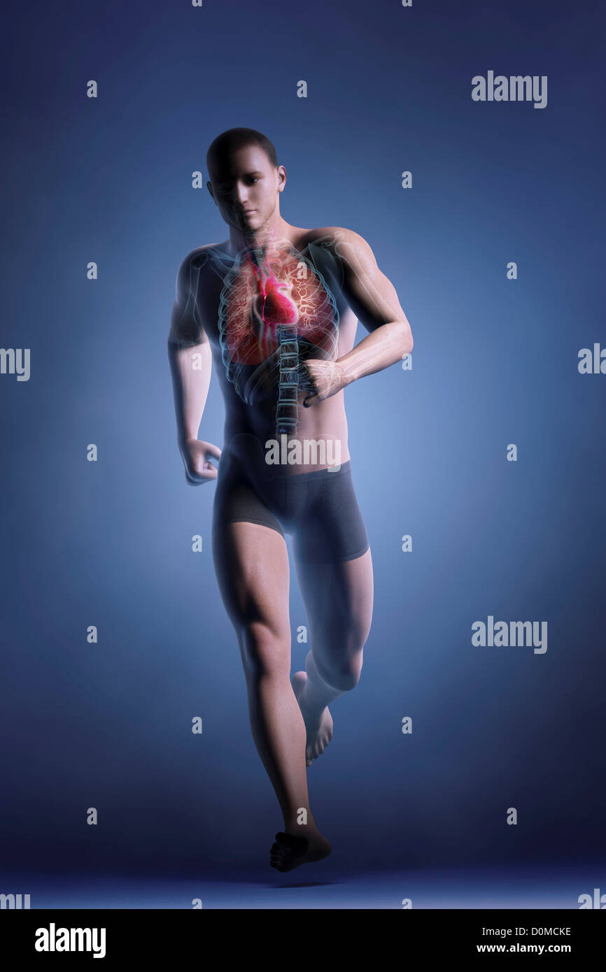 Anatomical model showing cardiovascular system hi-res stock photography ...