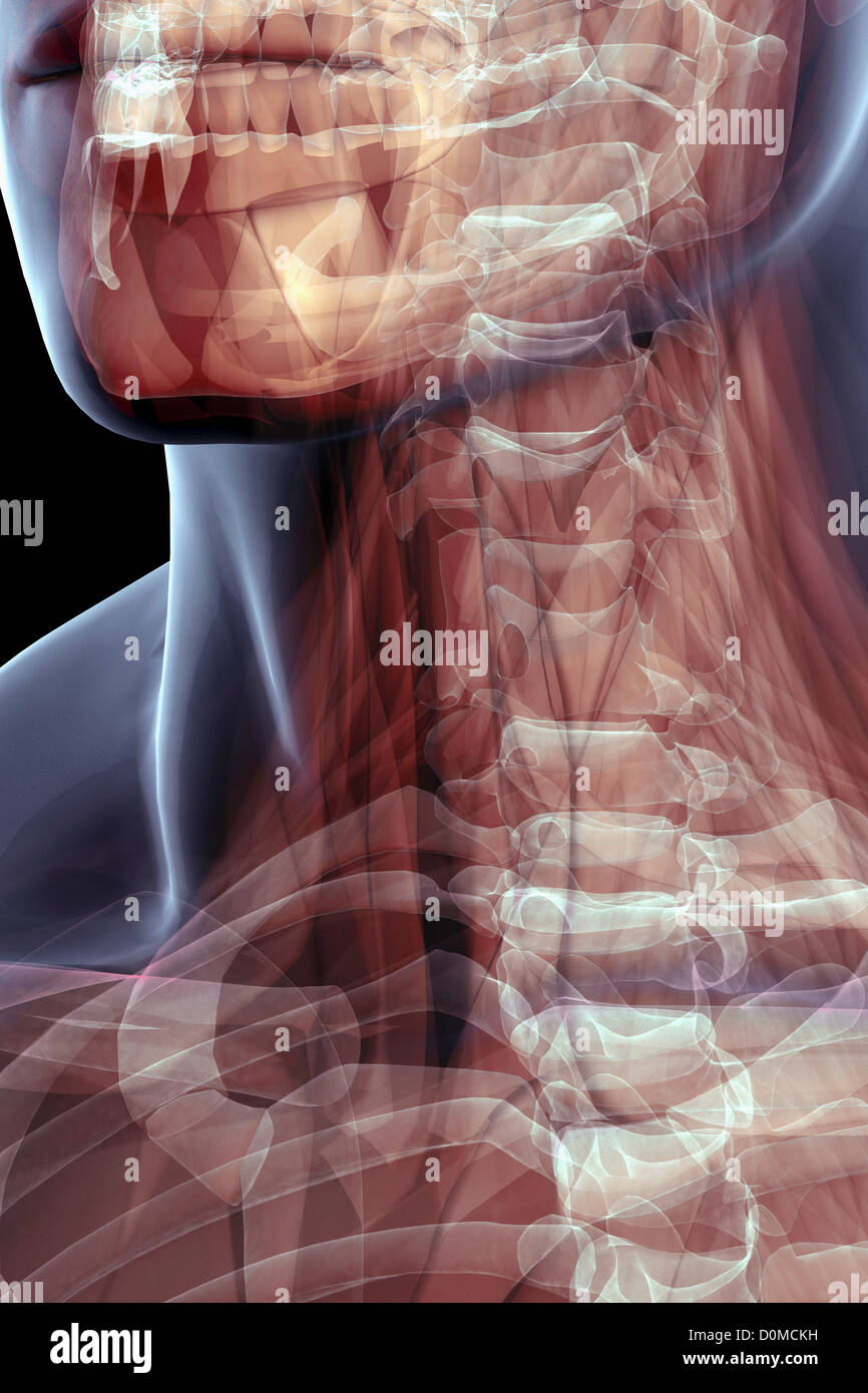 A human model showing the neck Stock Photo - Alamy