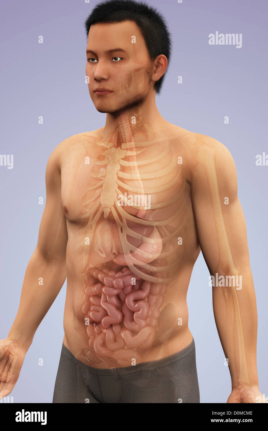 Major organs hi-res stock photography and images - Alamy