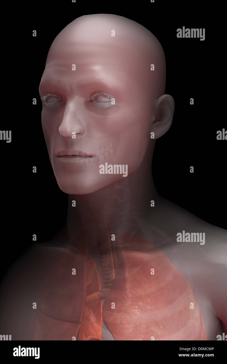 A human model showing the head, neck and lungs Stock Photo - Alamy