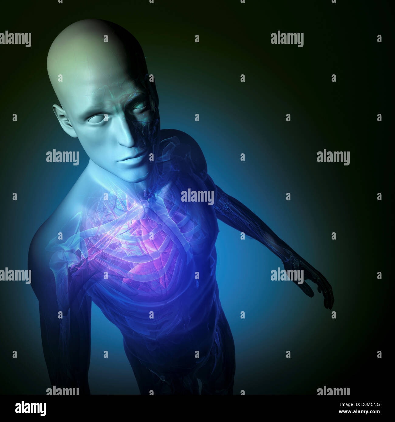 A human model showing internal anatomy hi-res stock photography and ...