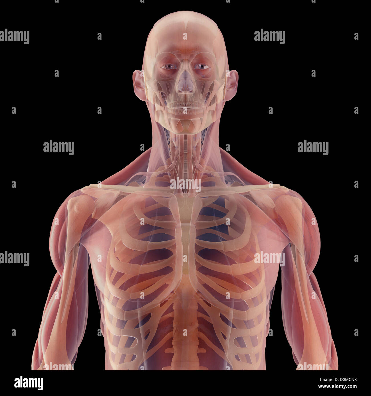 Anatomical model showing the skeletal structure of the human thorax and ...