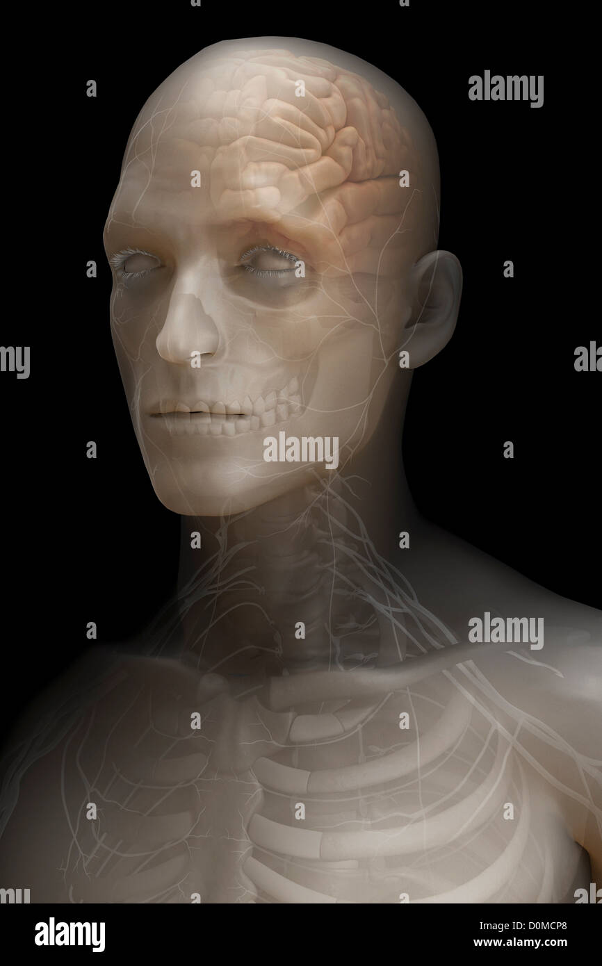 A human model showing nerves in the head and neck Stock Photo - Alamy