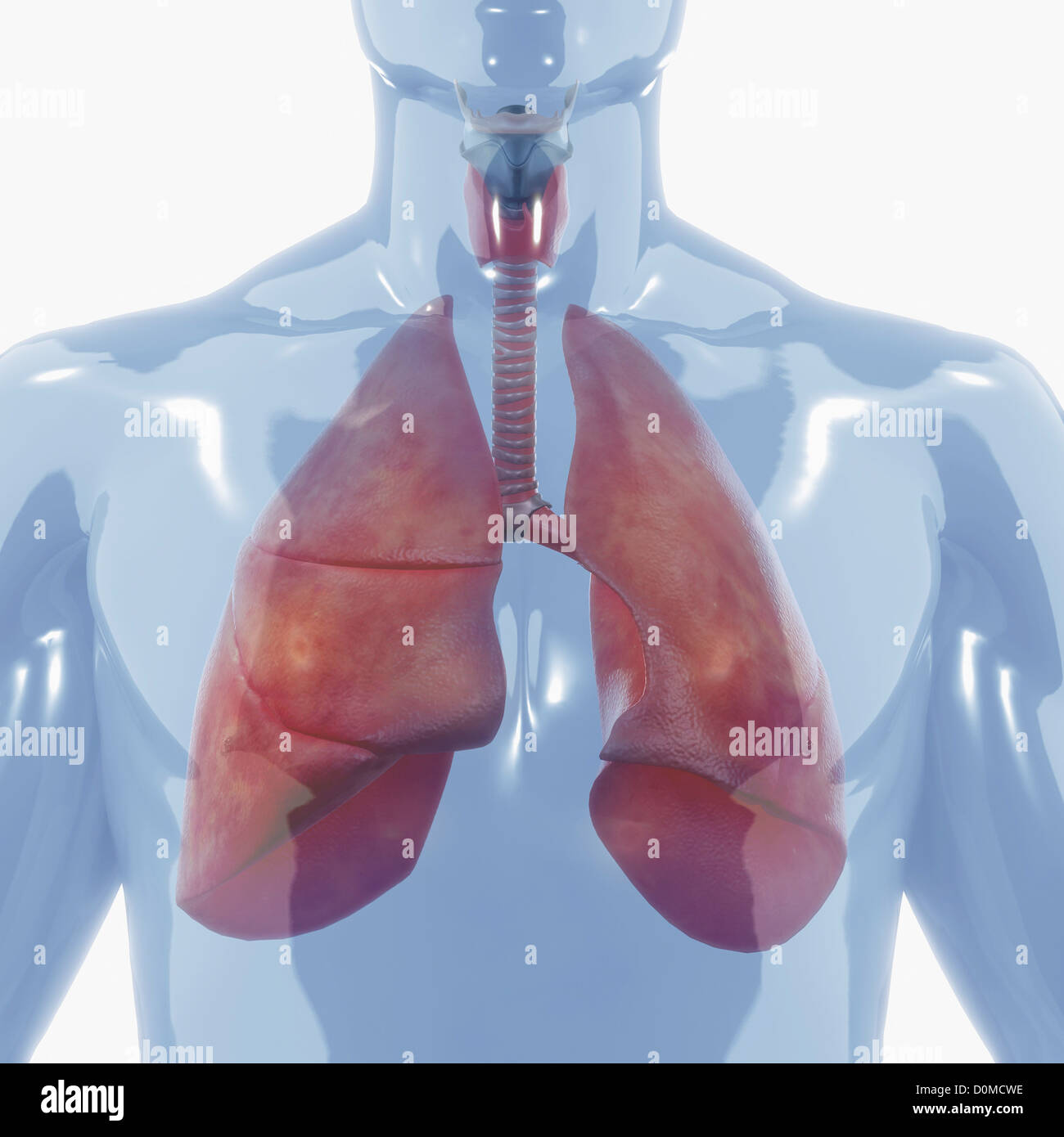 Inside the chest hi-res stock photography and images - Alamy