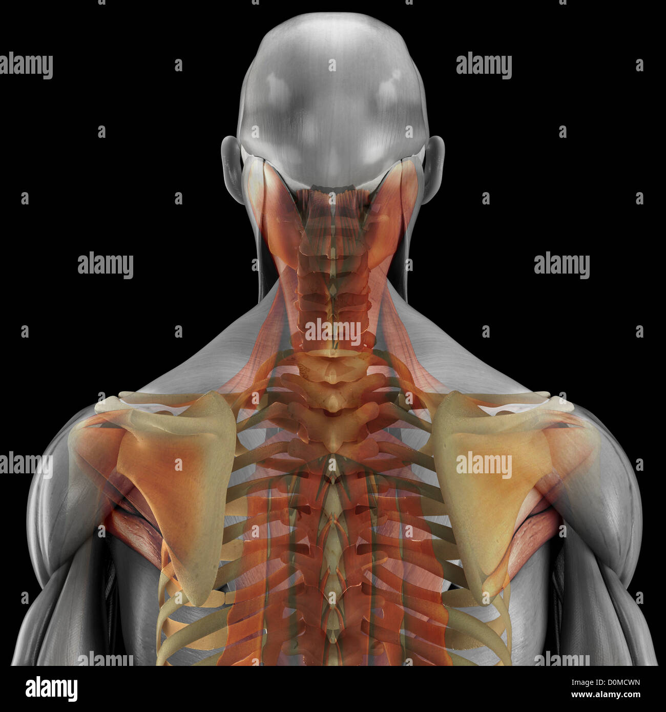 Anatomical model showing the deltoid muscles and scapula Stock Photo ...