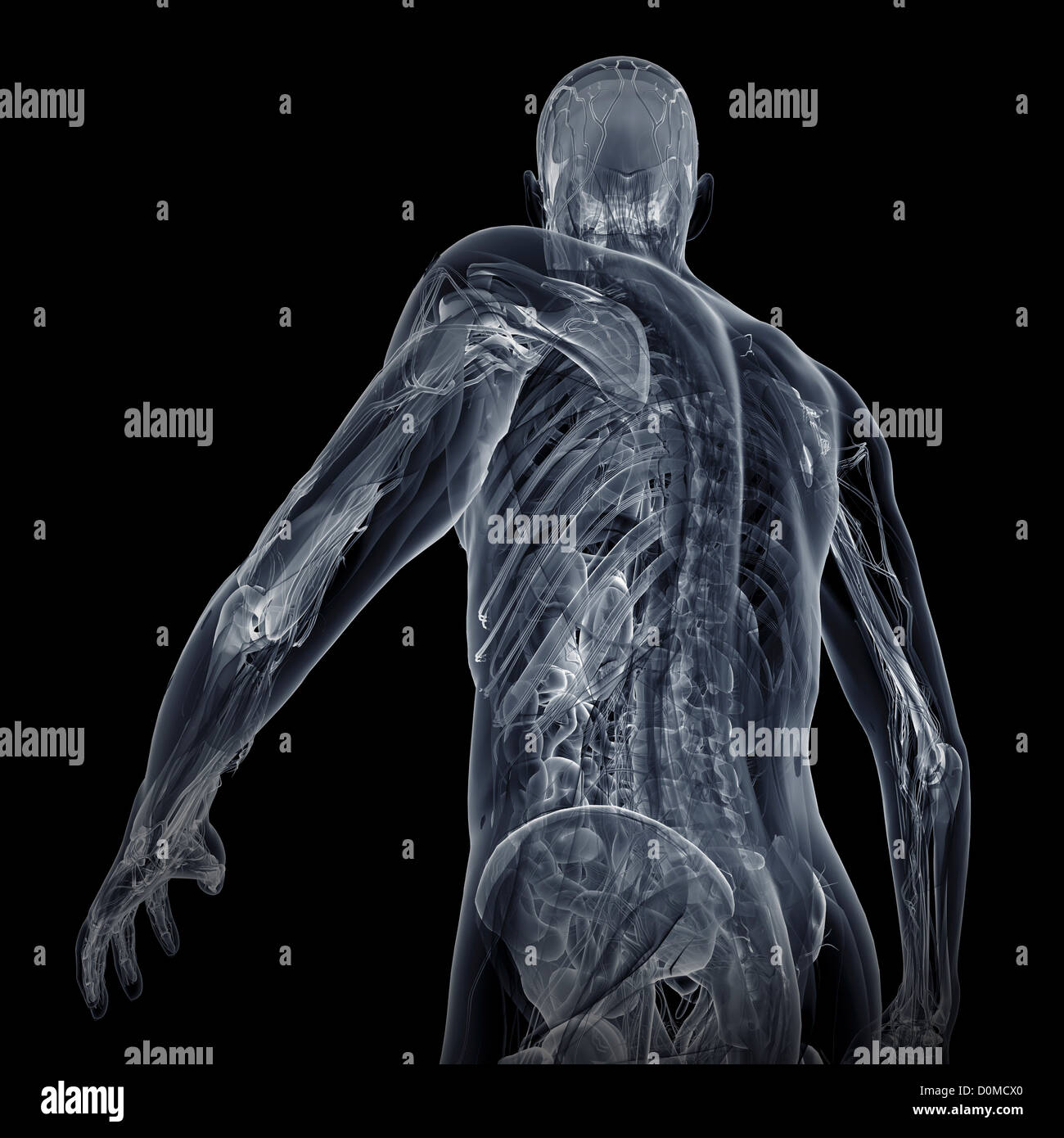 Rear of a human model showing internal anatomy Stock Photo - Alamy