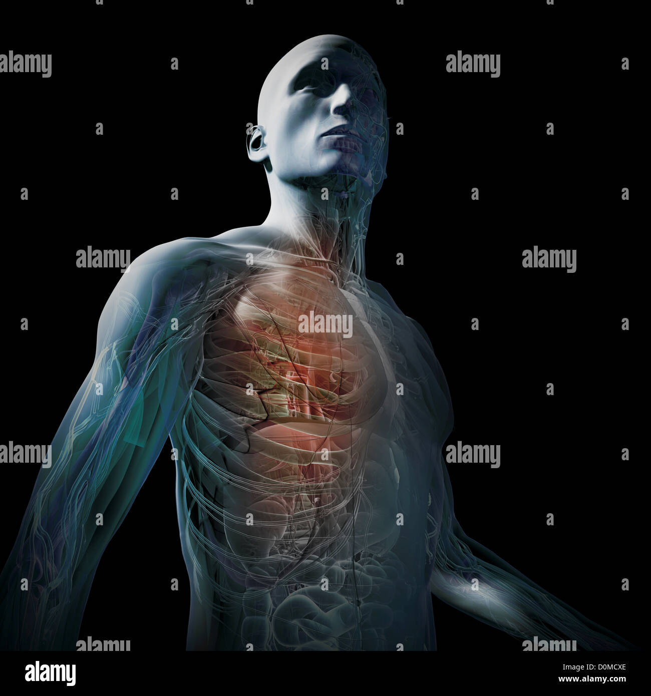 A human model showing internal anatomy hi-res stock photography and ...