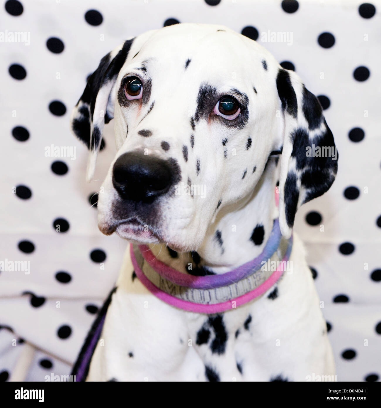 Portrait of Dalmatian dog on spotted background Stock Photo - Alamy
