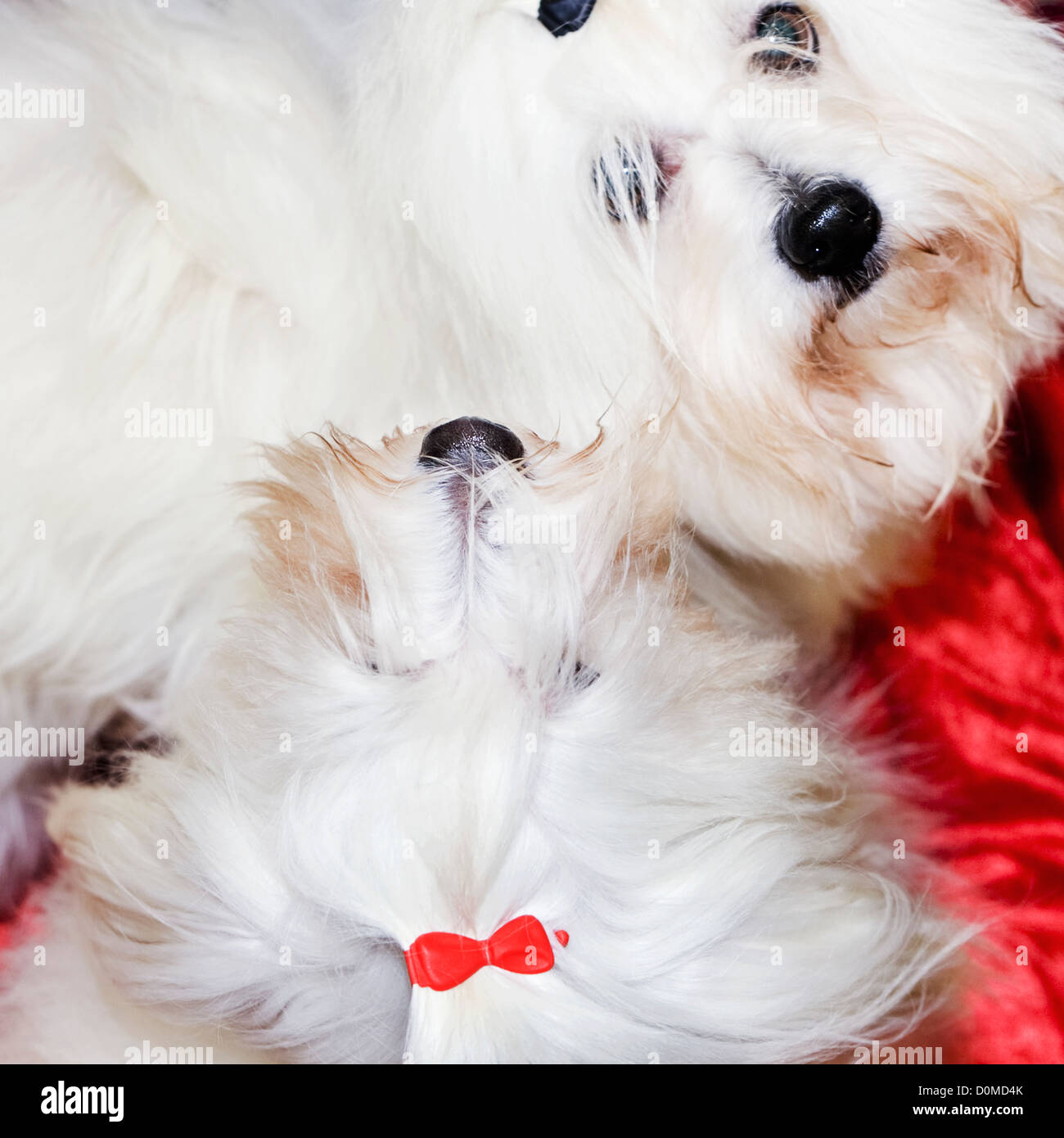 High angle view of two white dogs Stock Photo - Alamy