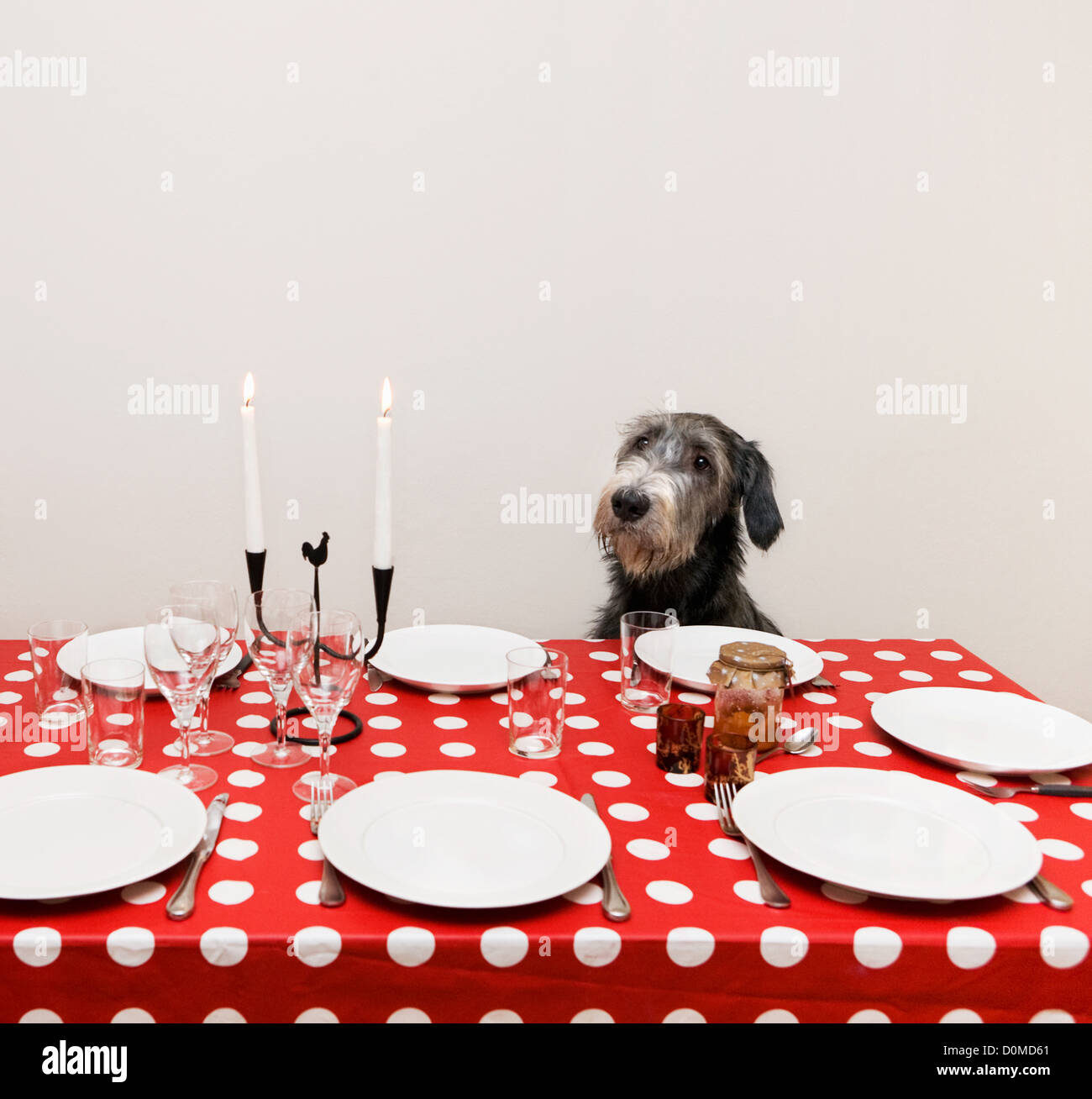Dog sitting at table Stock Photo - Alamy
