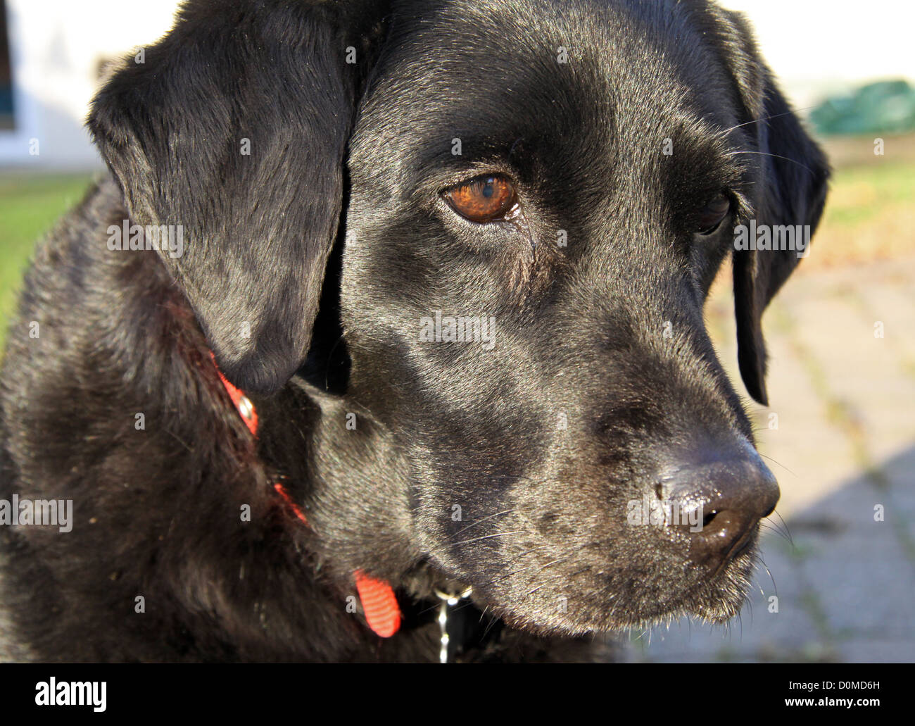 close-up of the head of a black female Labrador dog called Mollie Stock ...