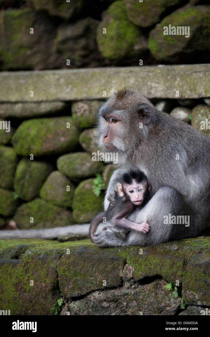 A monkey parent with his recent born child ,which is starring at my ...